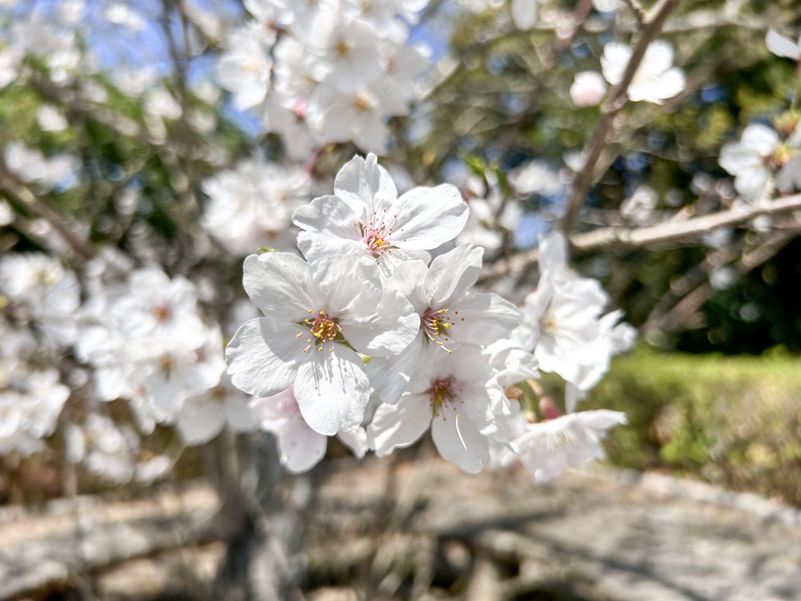 伊万里市のお花見スポット／円造寺公園 | muchu!